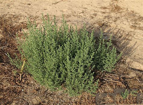 Health Benefits Of Common Saltwort Health Benefits