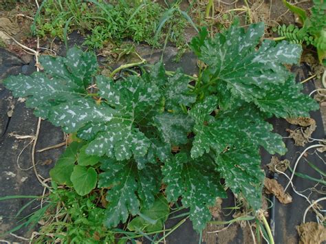 Proti Padlí Přírodní Cestou Agro Natura Pěstování Bez Chemie Agro Cs A S