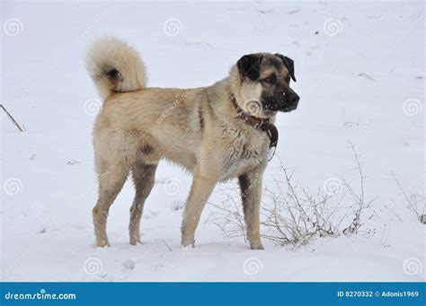 Kangal Karabash Foto De Archivo Imagen De Anatoliano 8270332