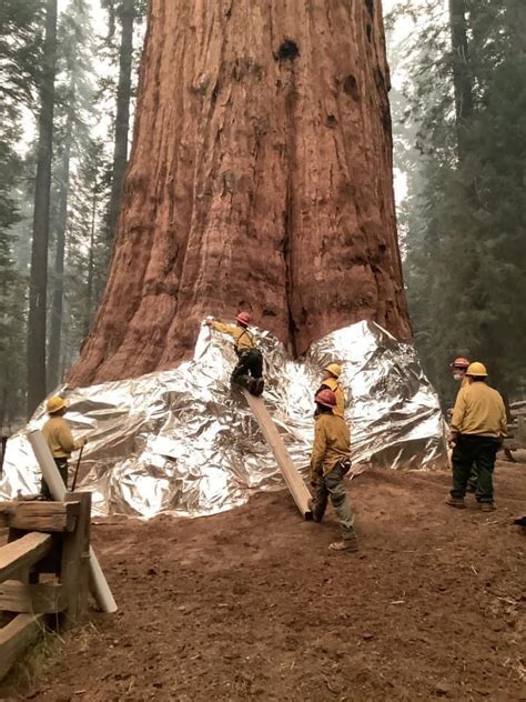 Giant Sequoia Tree General Sherman General Sherman Passes Health Check