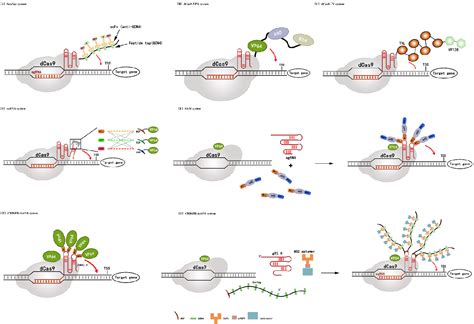 Figure 1 From Recent Progress And Future Prospect Of Crisprcas Derived