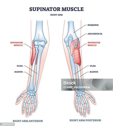 Otot Supinator Dengan Diagram Garis Besar Struktur Tulang Anatomi Lengan Kanan Ilustrasi Stok
