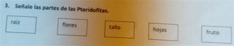 Resuelto Señale Las Partes De Las Pteridofitas Raiz Flores Tallo Hojas Fruto