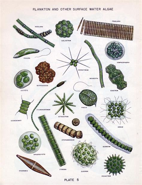 Algae In Water Supplies An Illustrated Manual On The Identification