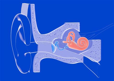 3d Illustration Of Inner Ear Anatomy Over Blue Background Stock Illustration Illustration Of