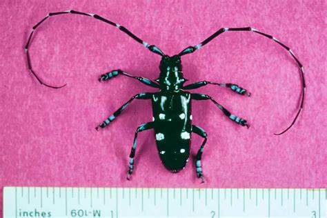Asian Longhorned Beetle Arbor Day Foundation