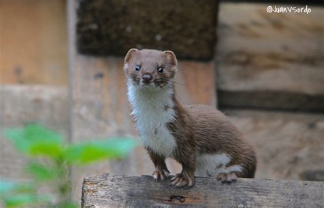 El Nido Del Xuan La Comadreja Mustela Nivalis