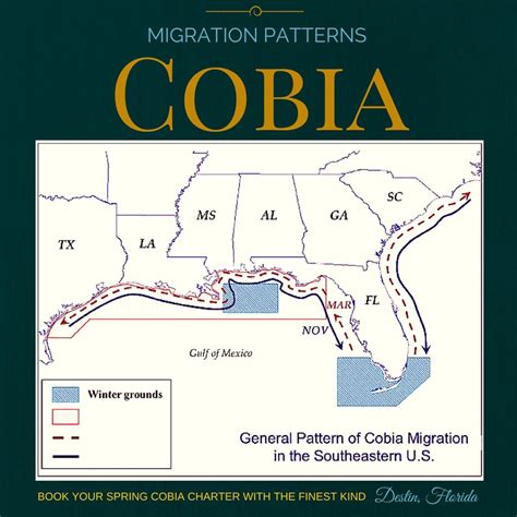 Cobia Fishing Destin Charter Fishing Destin