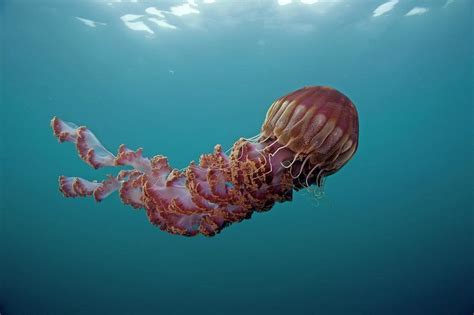 Black Sea Nettle Chrysaora Achlyos By Richard Herrmann Types Of