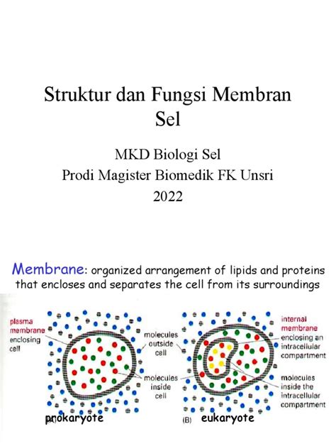 K Struktur Dan Fungsi Membran Sel Pdf Cell Membrane Lipid Bilayer