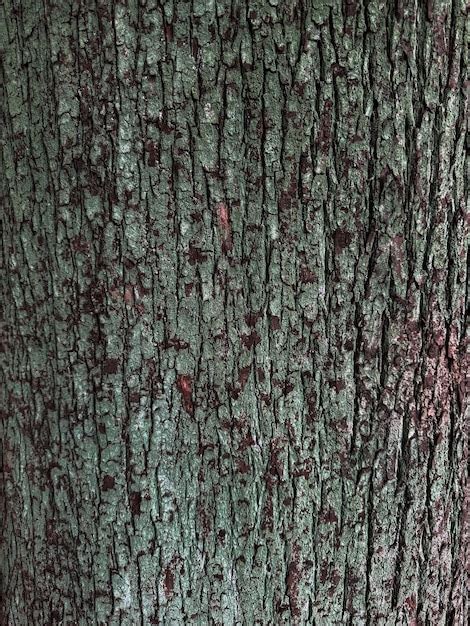 Premium Photo Tree Textured Background