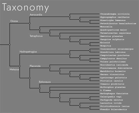 Taxonomic Tree 1092021 By Pesterjelly On Deviantart