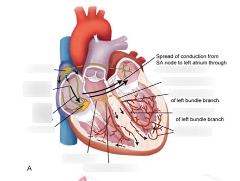 Cardiac Rhythms Diagram Quizlet