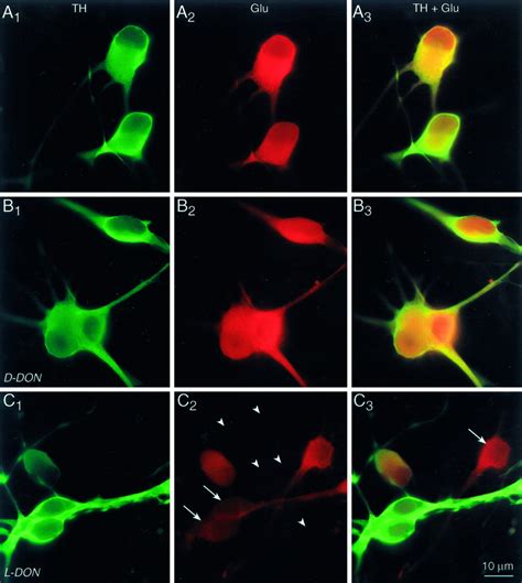 Dopamine Neurons Make Glutamatergic Synapses In Vitro Journal Of