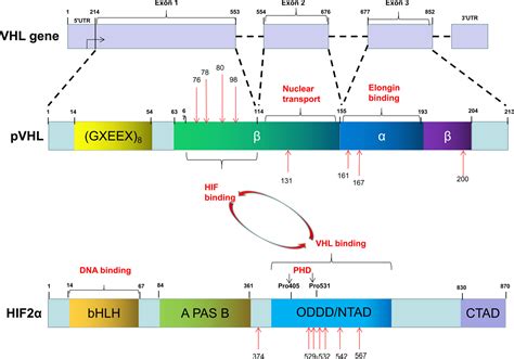 Frontiers The Vhlhif Axis In The Development And Treatment Of
