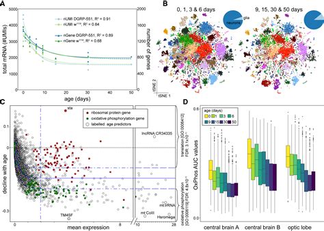A Single Cell Transcriptome Atlas Of The Aging Drosophila Brain Cell