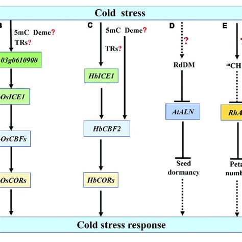 Examples Of Intergenerational And Transgenerational Stress Memory In
