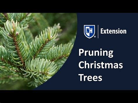 When To Trim Christmas Trees 3 Ft To 4 Ft Live Freshly Cut Fir