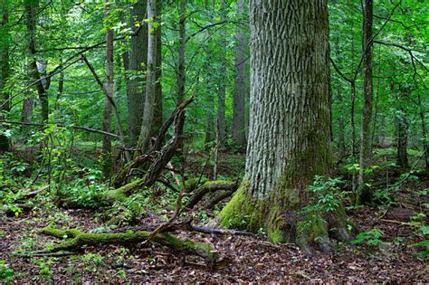 夏季天然林分的原始落叶林