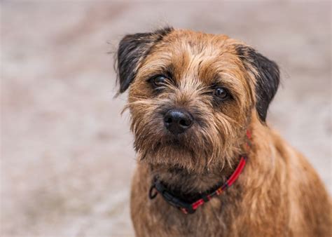 33 Terrier Breeds At A Glance All Breed Descriptions And Pictures