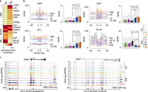 Chromation Accessibility In Dn2 B Cells Is Driven By T Bet Ap 1 And