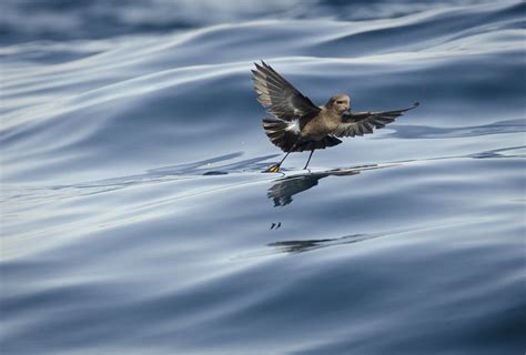 O Procellariiformes Flickr
