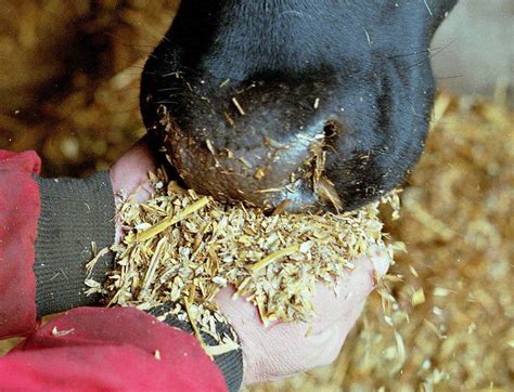 Questionable Forage And Grass Availability South East Farmer