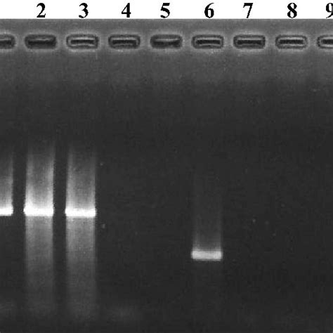 Sensitivity Test Of Pcr A Ef Primer Set With Template Dna From Tiger