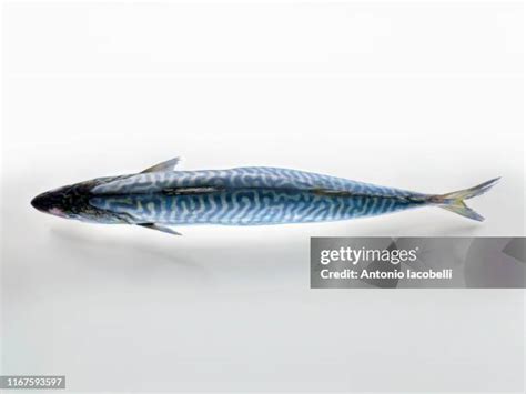 Mackrel Photos And Premium High Res Pictures Getty Images