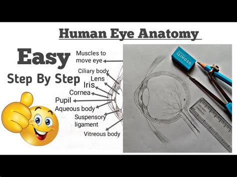 How To Draw Human Eye Diagram Step By Step