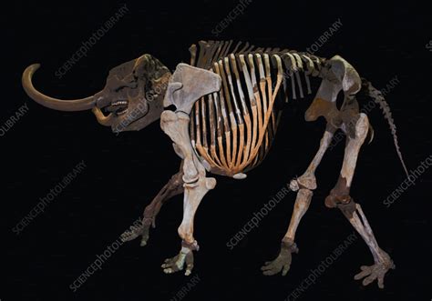American Mastodon Skeleton Stock Image C0613903 Science Photo