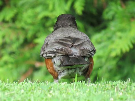 Robin From Behind Stock Image Image Of Bird Robin 185071739