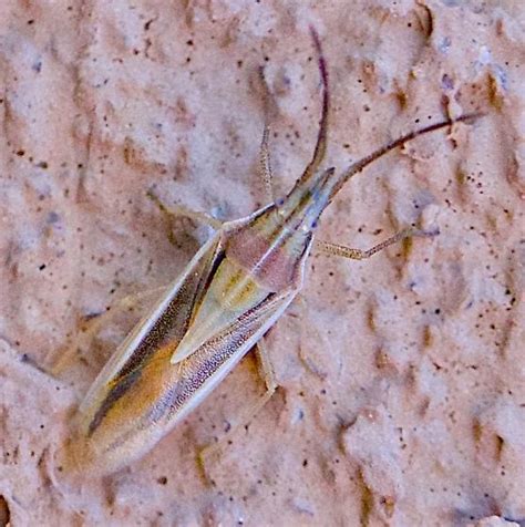 Small Insect Bugguidenet