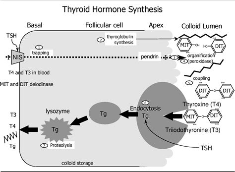 Thyroid Hormone Synthesis Pathway