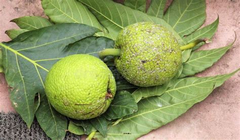 Breadfruit Tree Artocarpus Altilis With Its Juicy Fruits It Is A Plant