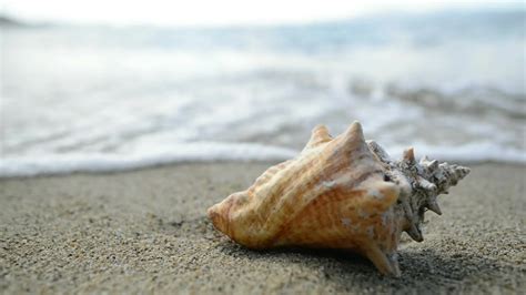 Conch Shell On The Beach