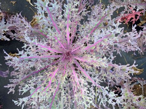 Flowering Kale Peacock Red Juniper Hill Inc