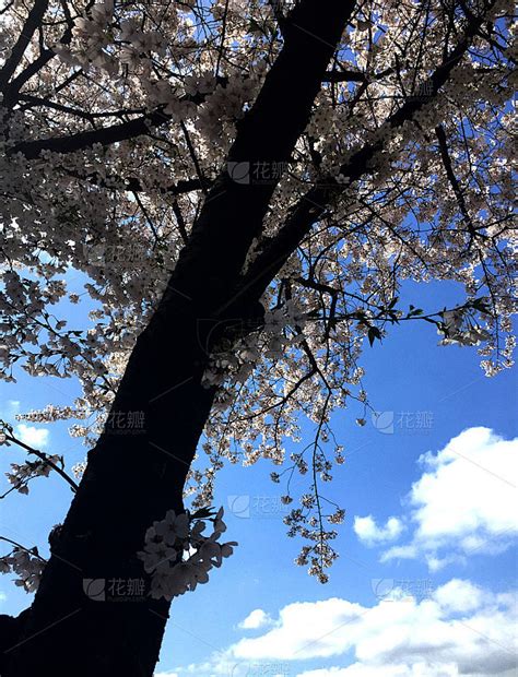 樱花在樱桃树上盛开