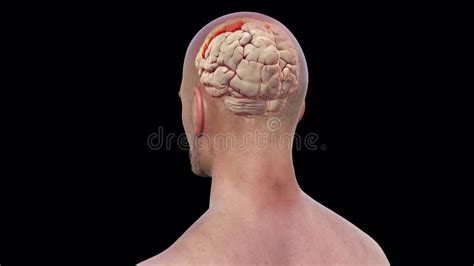 Postcentral Gyrus Of The Brain 3d Animation Stock Video Video Of