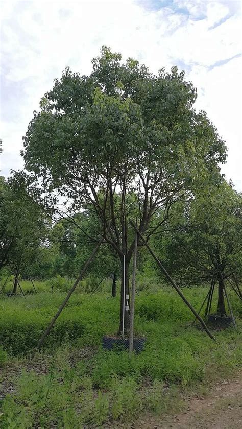 H 海红豆b 花瓣网