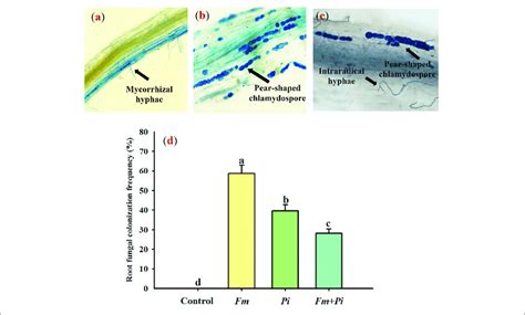 Root Fungal Colonization Of Polygonum Cuspidatum Sieb Et Zucc By