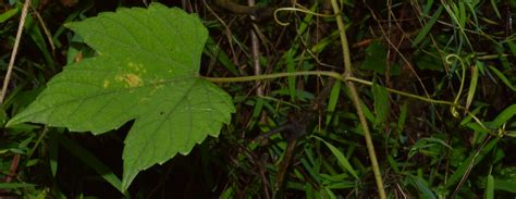 Vitaceae Eflora Of India
