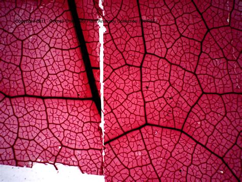 Cupac Anatomy Slide Images