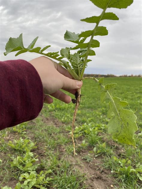 One Rad Cover Crop Good In Every Grain