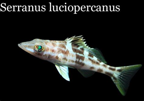Tag Serranus Luciopercanus Reef Builders The Reef And Saltwater Aquarium Blog