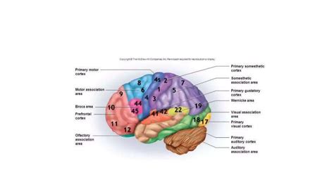 Cerebrum Motor And Sensory Cortex Basal Gangliapptx