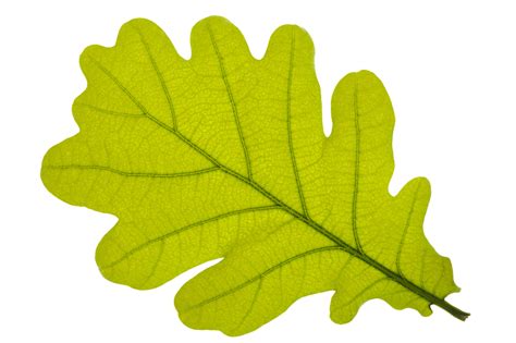 Leaf Margin Clipart 19 Free Cliparts Download Images On Clipground 2025