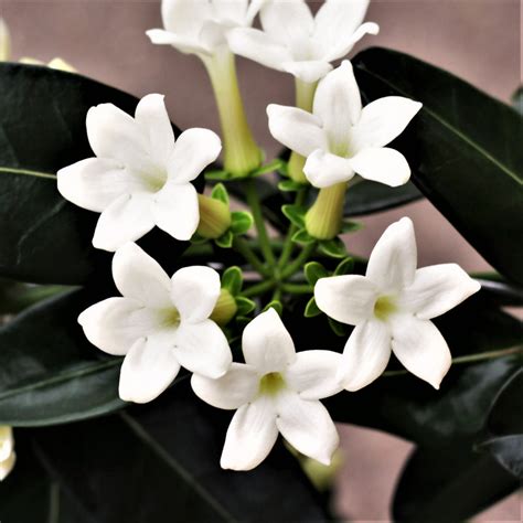 Stephanotis Flower Bouquet