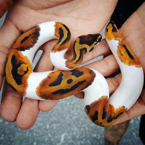 18 Morphs Ideas Ball Python Morphs Pet Snake Pretty Snakes