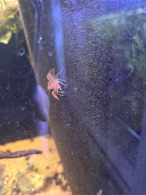 Dwarf Orange Mexican Crayfish Cpo Dwarf Orange Crayfish For Sale